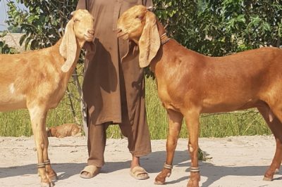 Beetal Goats - Breed Profile - Goat Journal